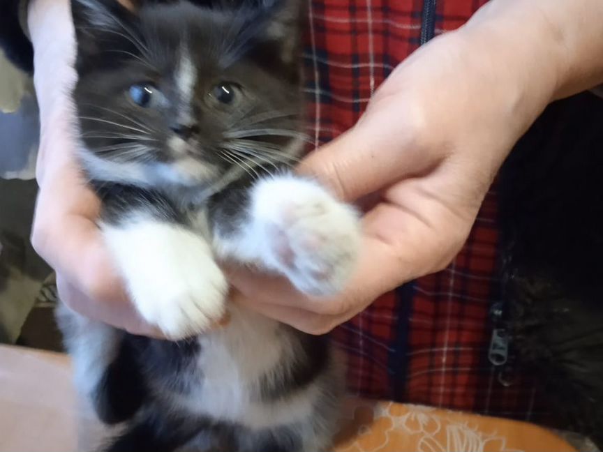 Котят подбросили в подъезд