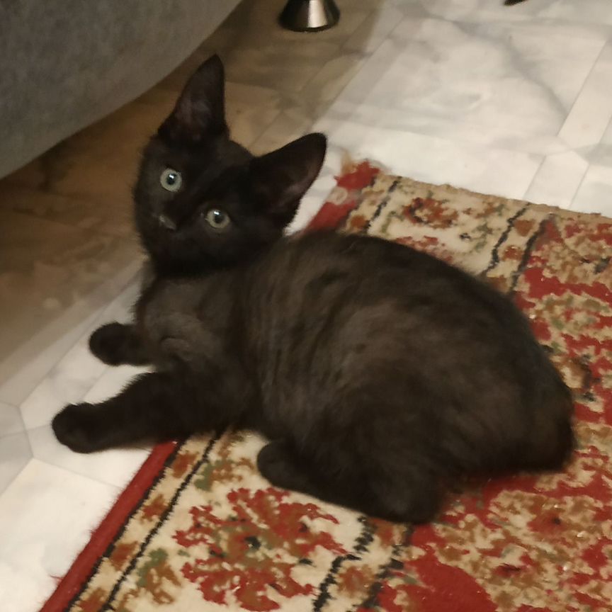 Котенок мкльчик
