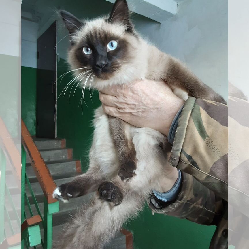 Сиамский котёнок