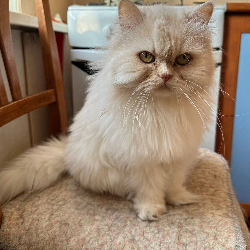 Взрослая, кошка в добрые руки