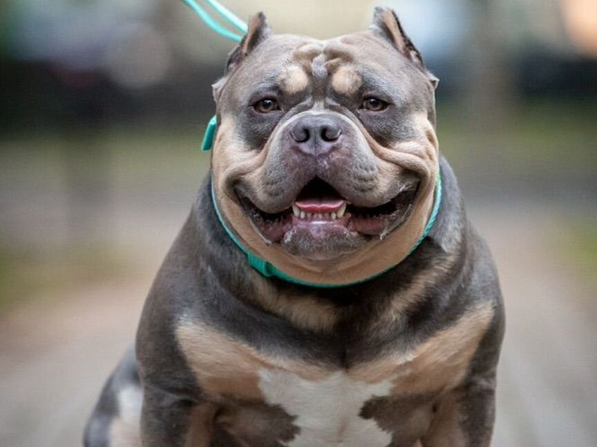 Американский булли покет вязка