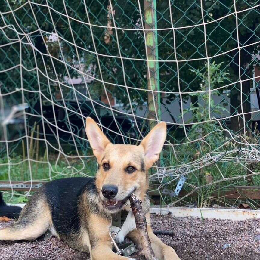 Отдам щенка в добрые руки