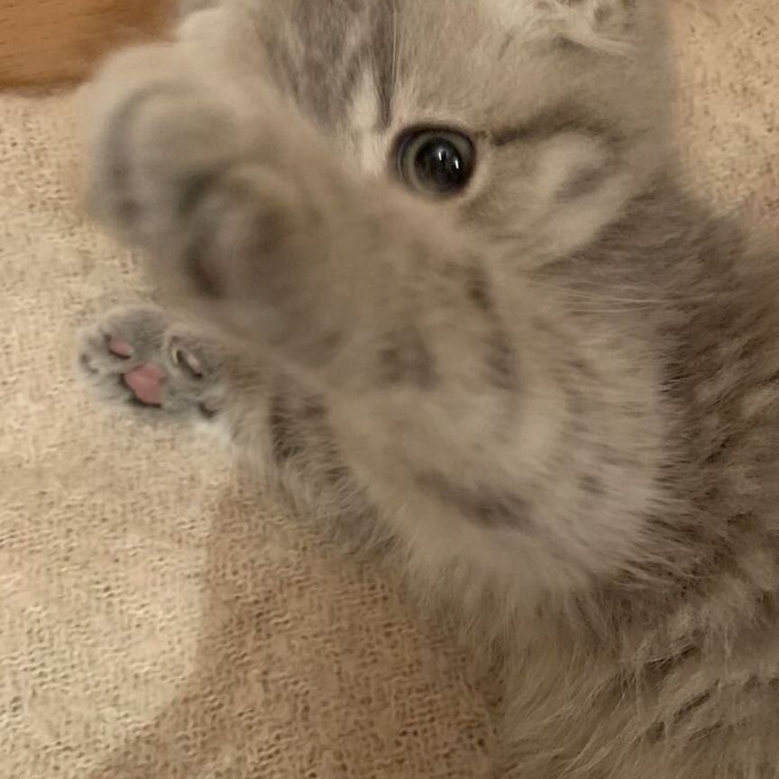 Шотландская