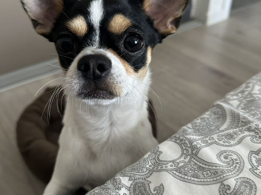 Вязка кобель чихуахуа