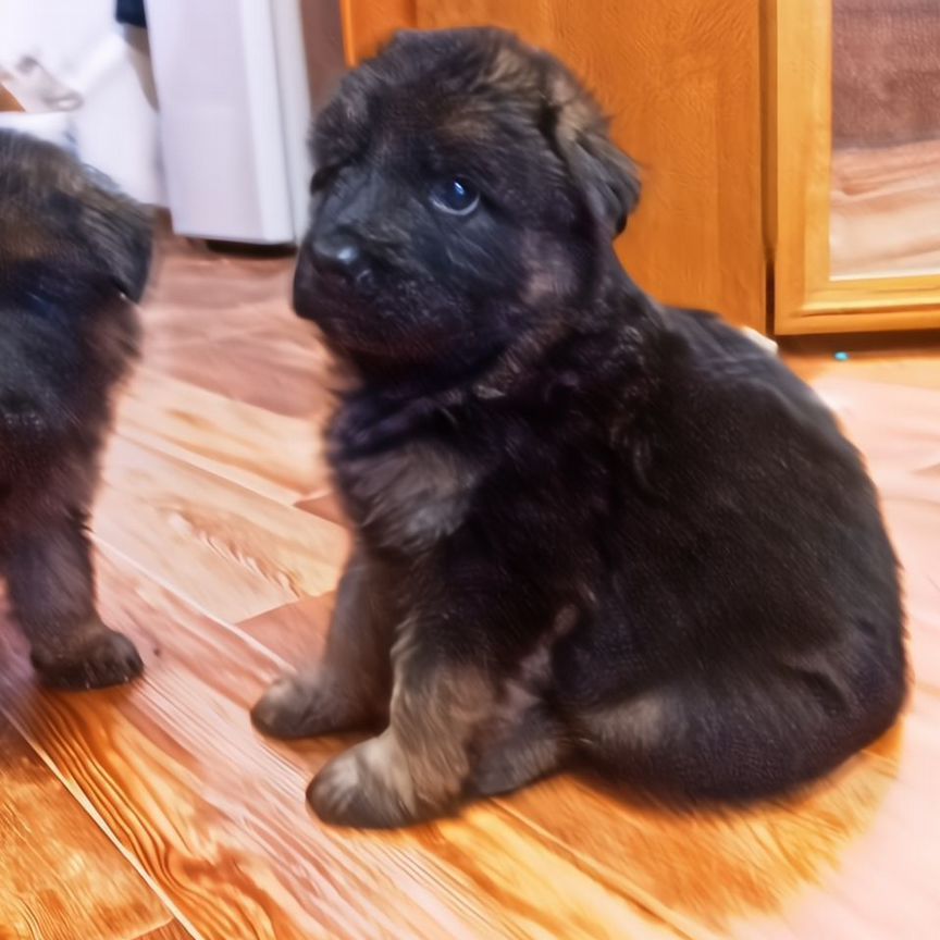 Немецкая овчарка, щенок