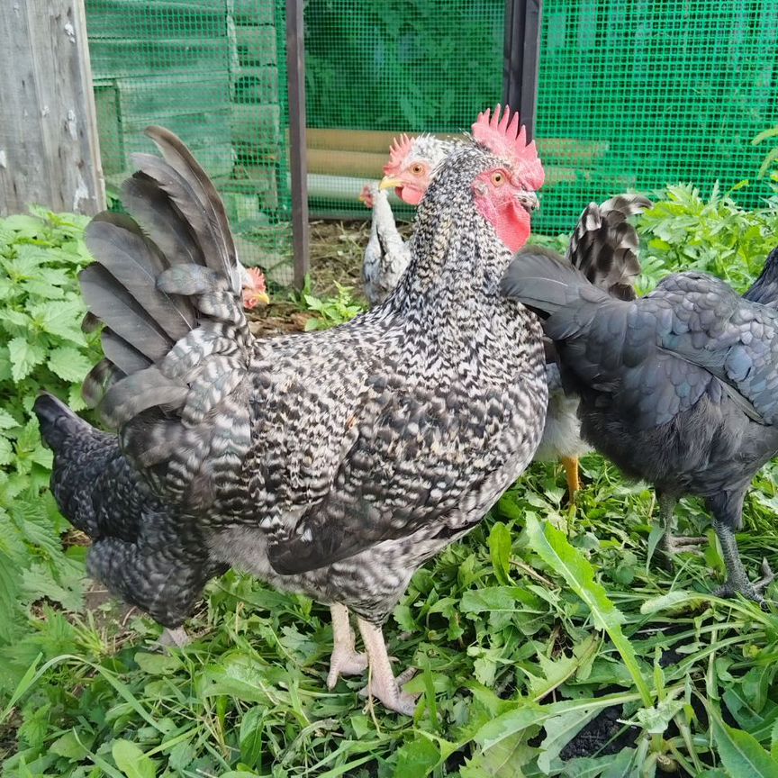 Молодые петушки