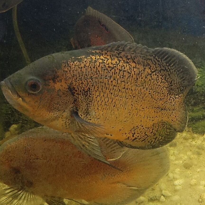 Астронотус