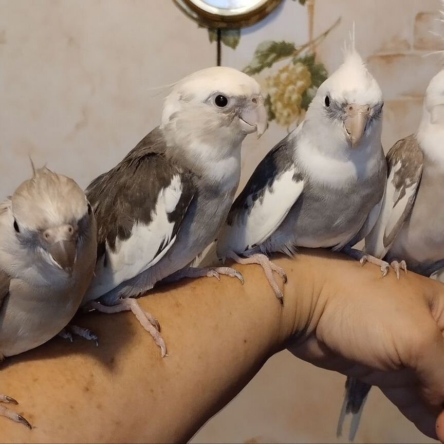 Попугай корелла белолицые самцы и самочка