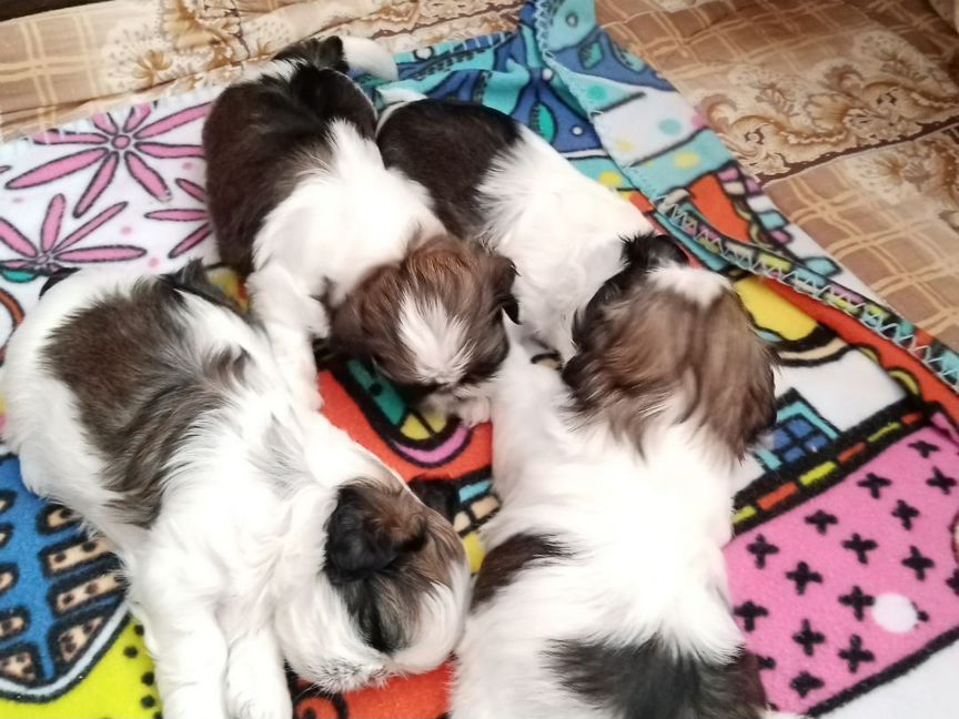 Собака