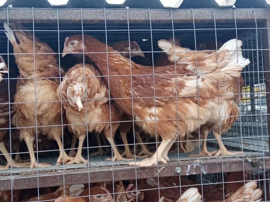 Куры Несушки