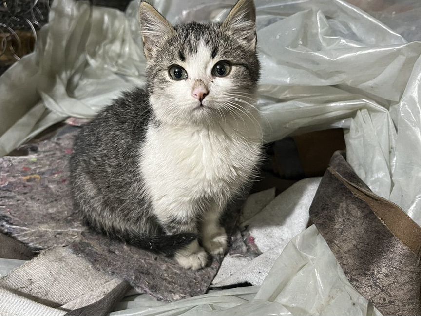 Котята в добрые руки даром