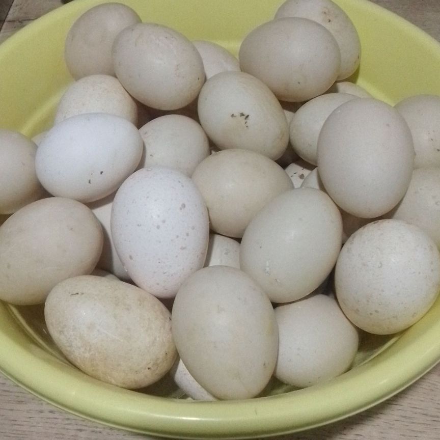 Продаю яица. Индоутк