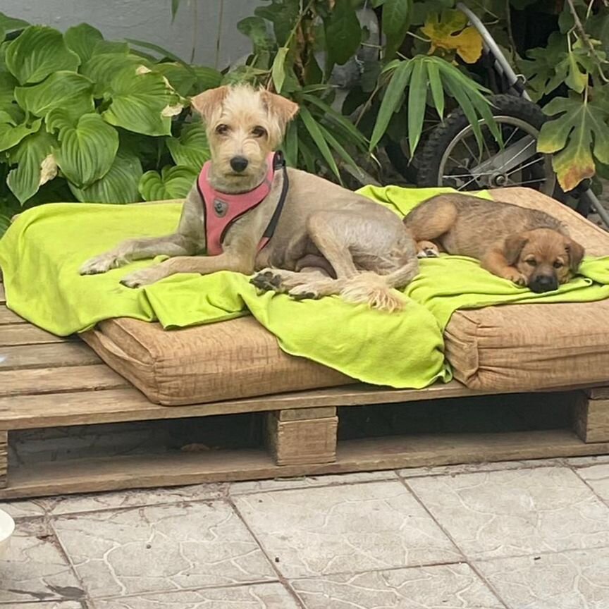 Маленькая собака в добрые руки