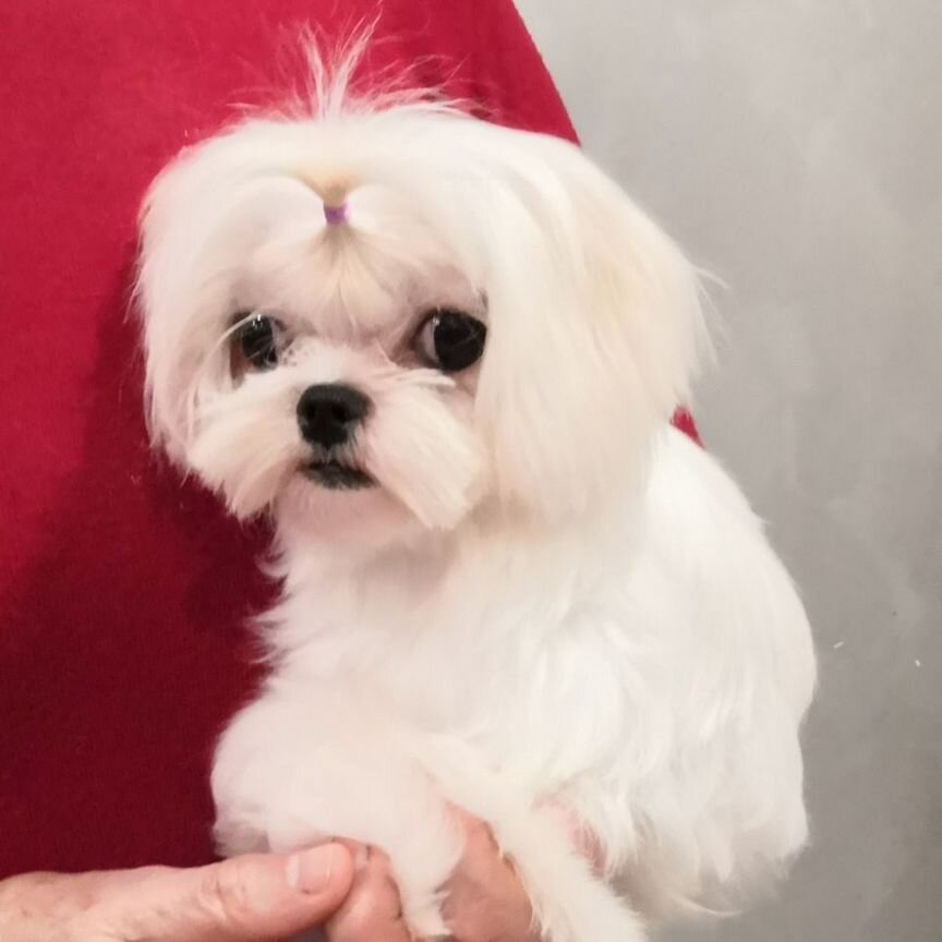 Кукольная мальтезе