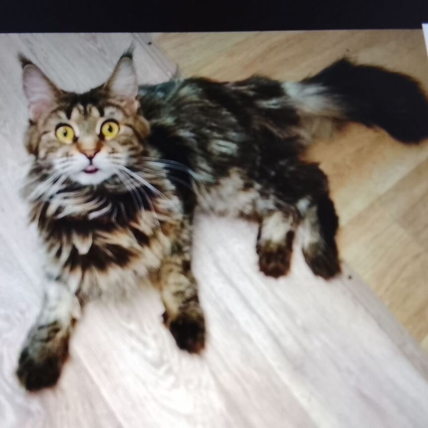 Мейн-кун, взрослая кошка