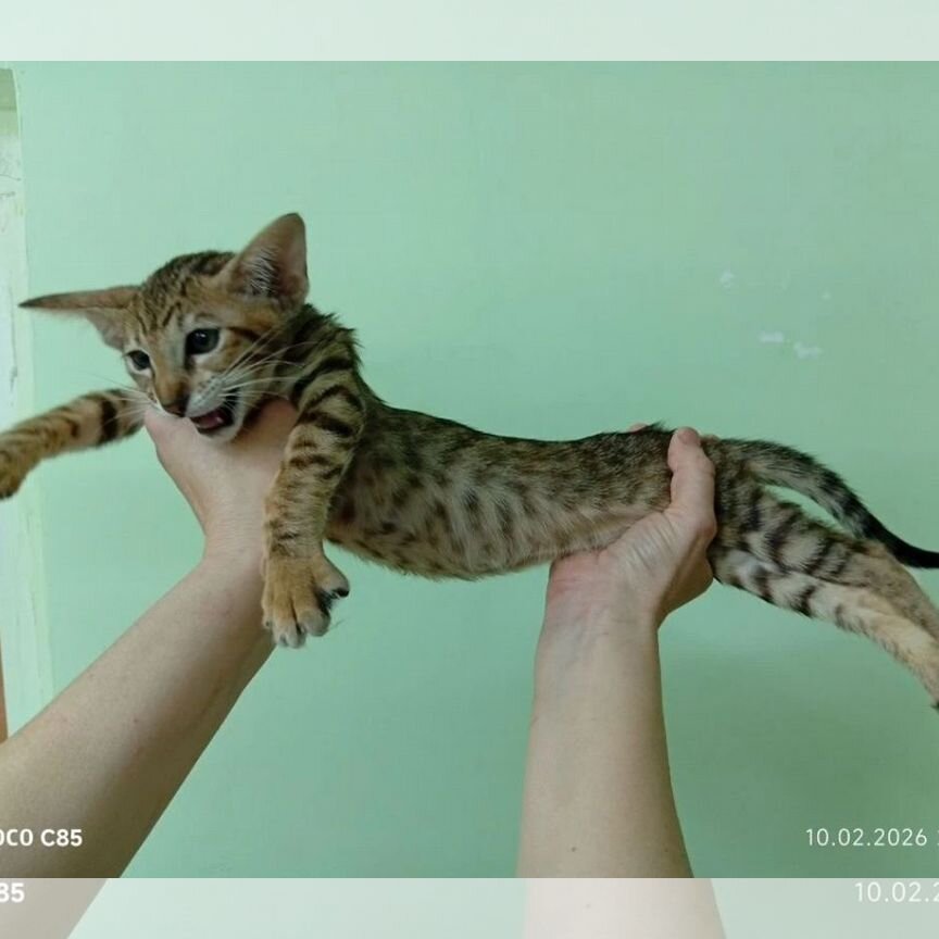 Ориентальный котёнок