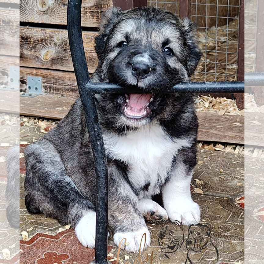 Среднеазиатская овчарка, щенок