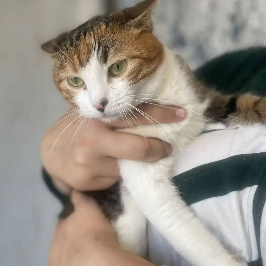 Взрослая, кошка в добрые руки