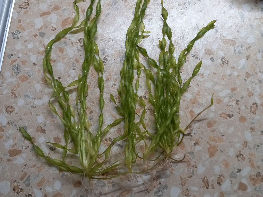 Валлиснерия спиральная (свежая прополка)