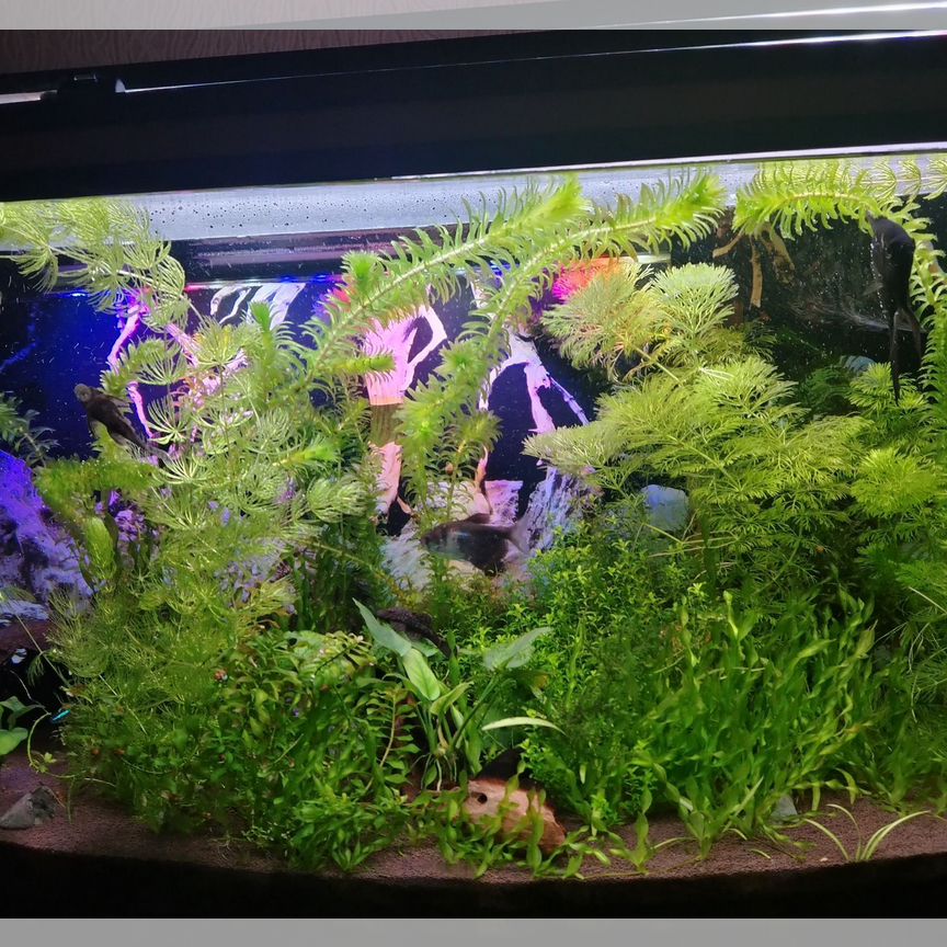 Аквариумные растения