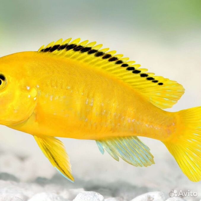 Лабидохромис еллоу