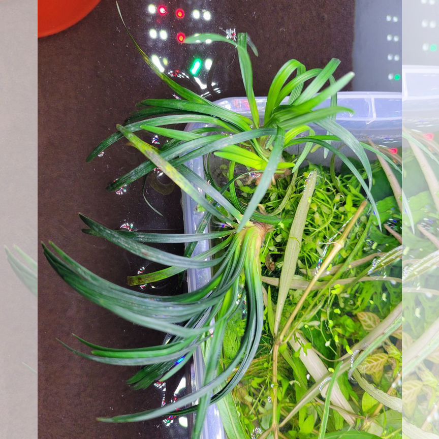 Аквариумное растение Офиопогон японика