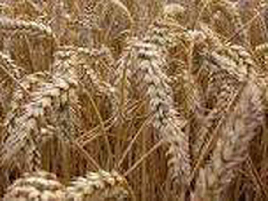 Озимая пшеница