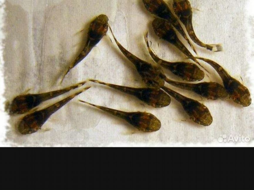 Мальки анцитруса