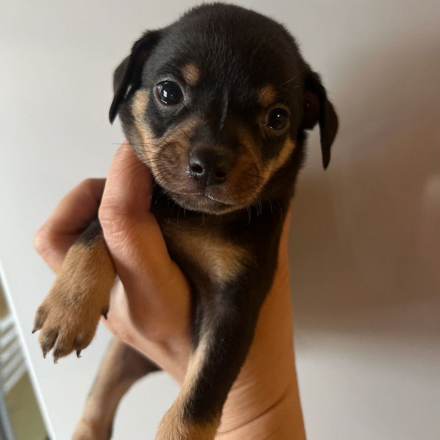 Русский той-терьер, щенок