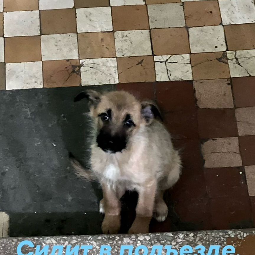 Щенок в добрые руки