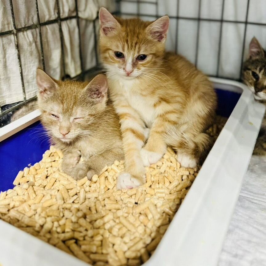 Рыжие котята в добрые руки
