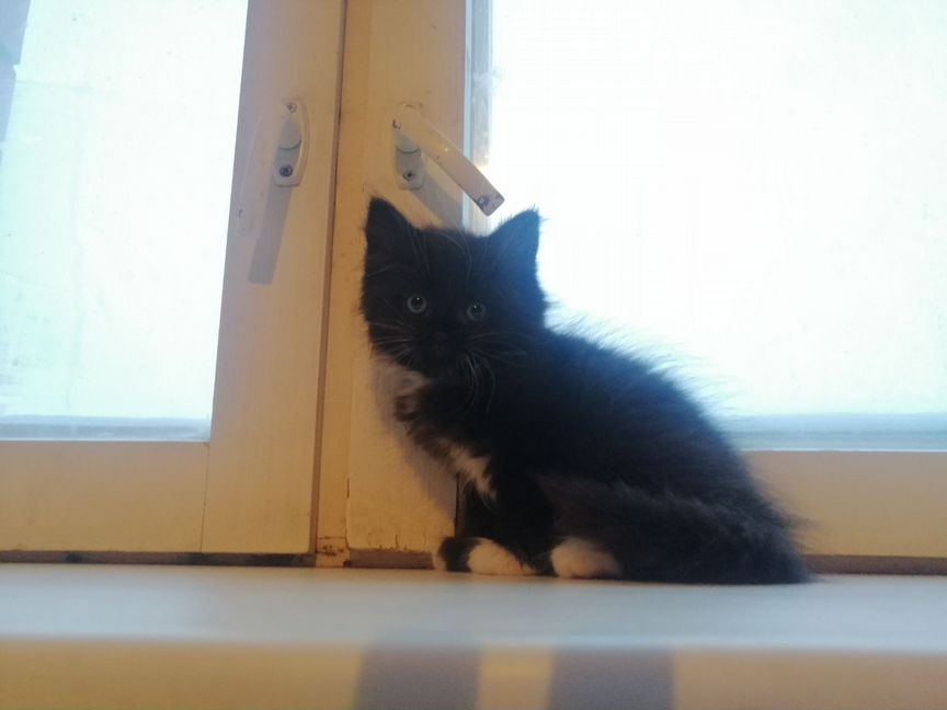 Смешной котёнок Радриго ищет новый дом