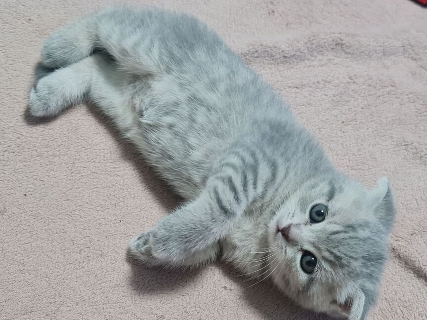 Шотландский котенок (девочка)