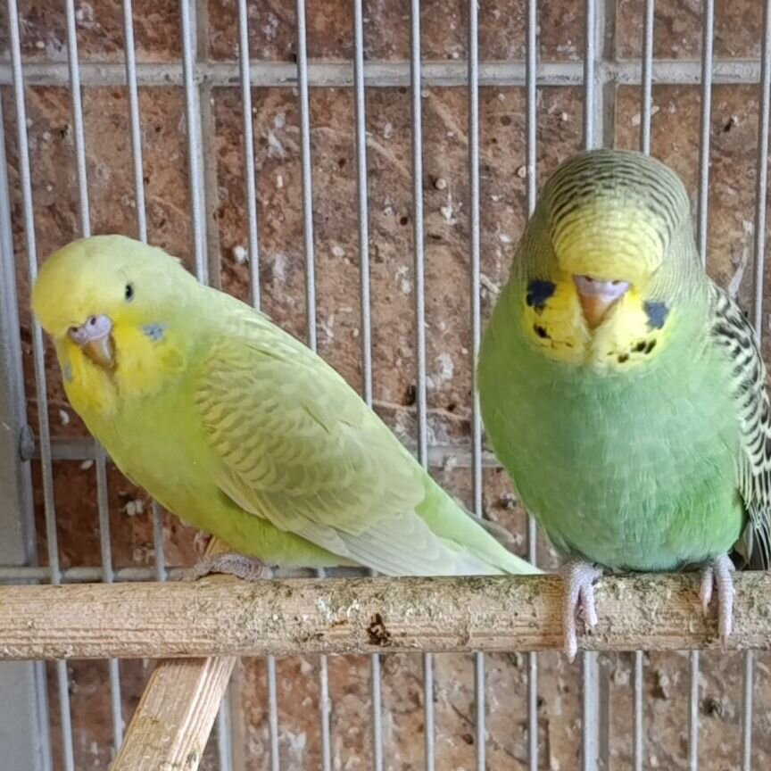 Волнистый попугай, самцы