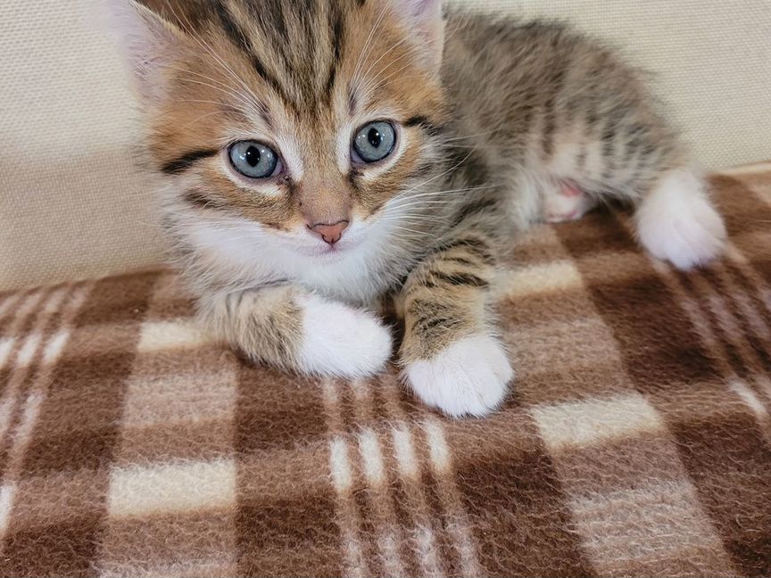 Котята смышлята в дар