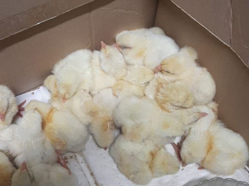 Трехдневные цыплята бройлер кобб-500