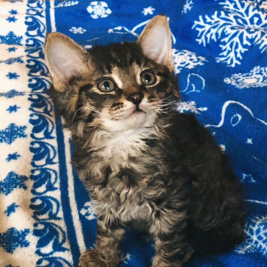 Отдам котенка в добрые руки
