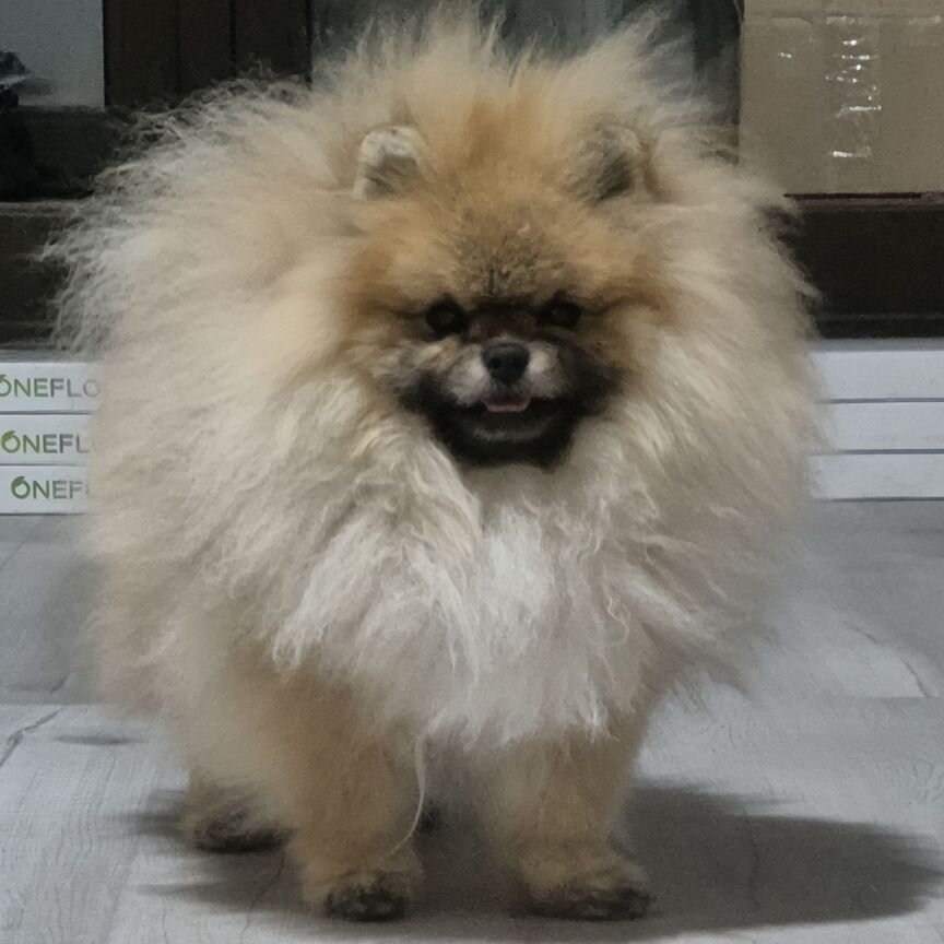 Померанский шпиц, взрослый пёс