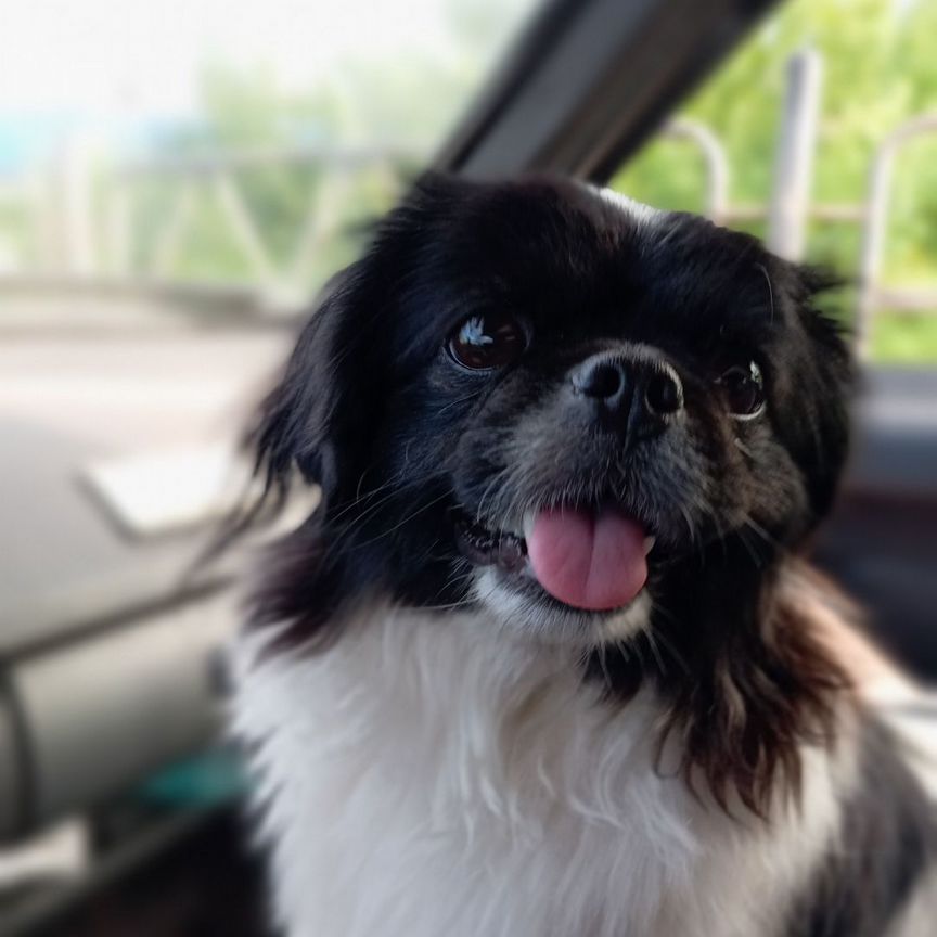 Вязка пекинес девочка