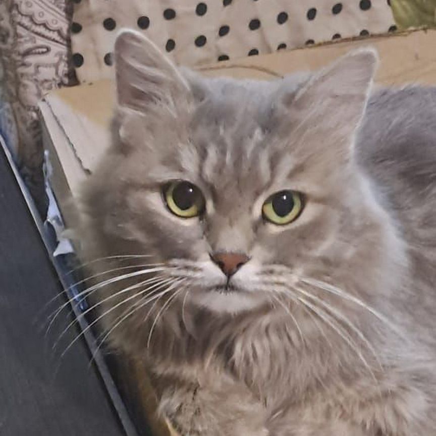 Котик в добрые руки
