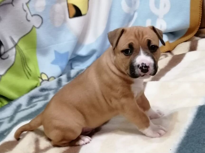 Амстаффтерьер чистокровные щенки