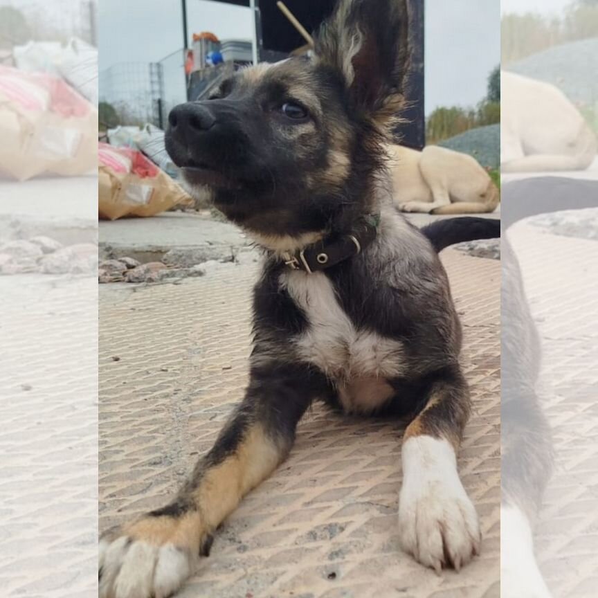 Щенок в добрые руки