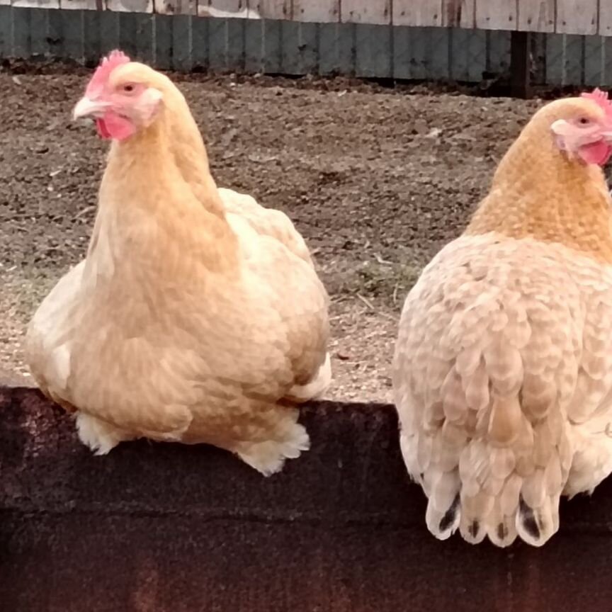 Куры молодки несушки