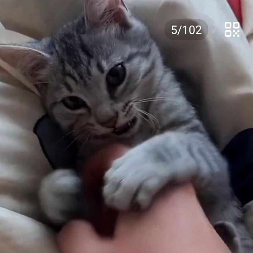 Котёнок в добрые руки