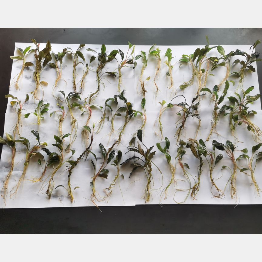 Буцифаландры