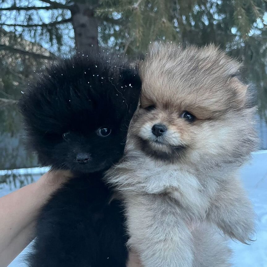 Померанский шпиц