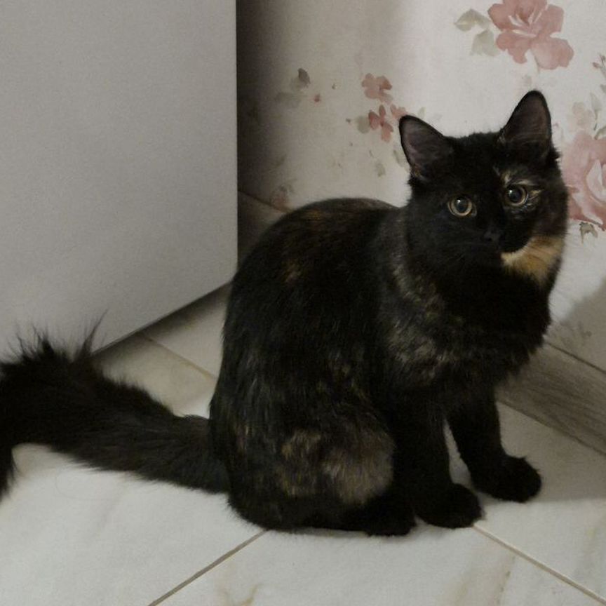 Отдам ласковую кошечку в добрые руки