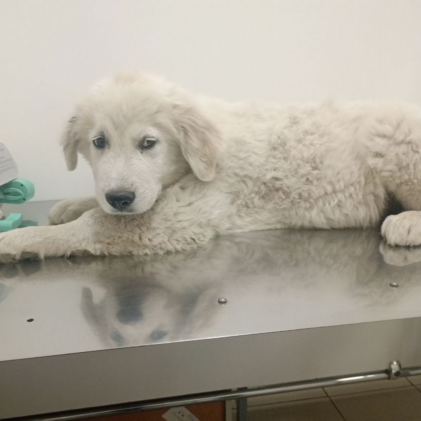 Пиренейский горный