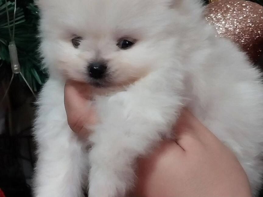 Померанский шпиц медвежьего типа