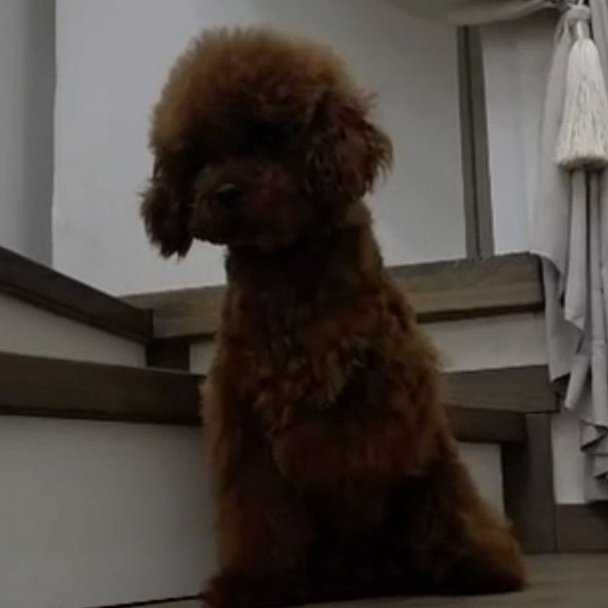 Той-пудель, взрослая собака